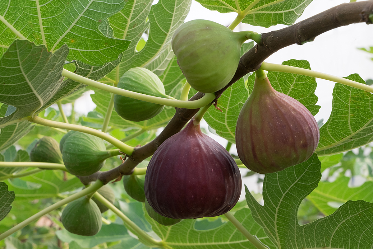 Saudi Arabia achieves 107% fig self-sufficiency in 2023