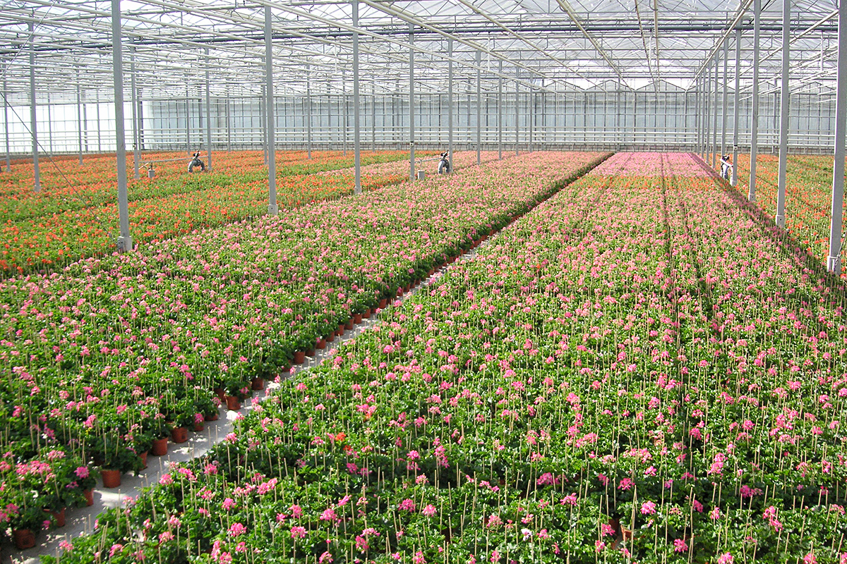 Turkey’s flower record: 75M flowers for International Women’s Day