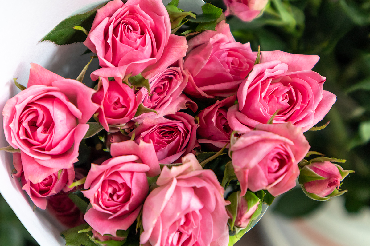 Netherlands lead flower exports to Russia in 2024