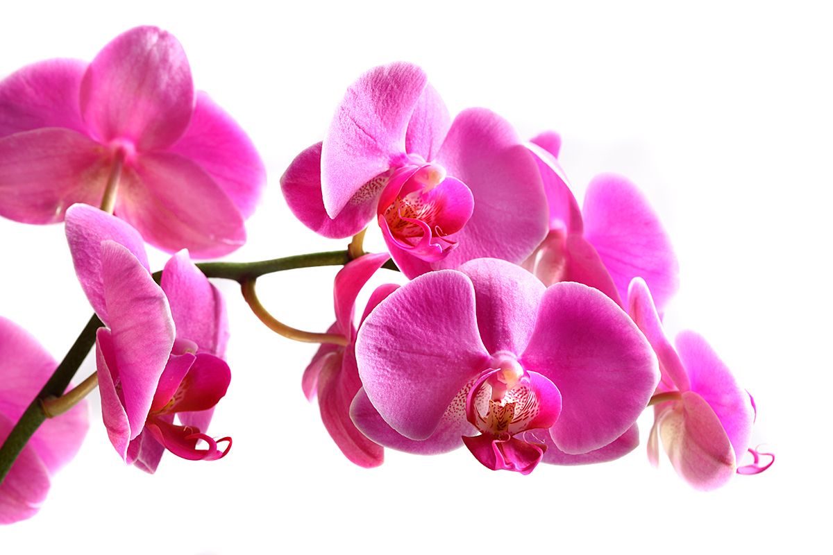 Over 50,000 orchids imported from Thailand to Siberia for International ...