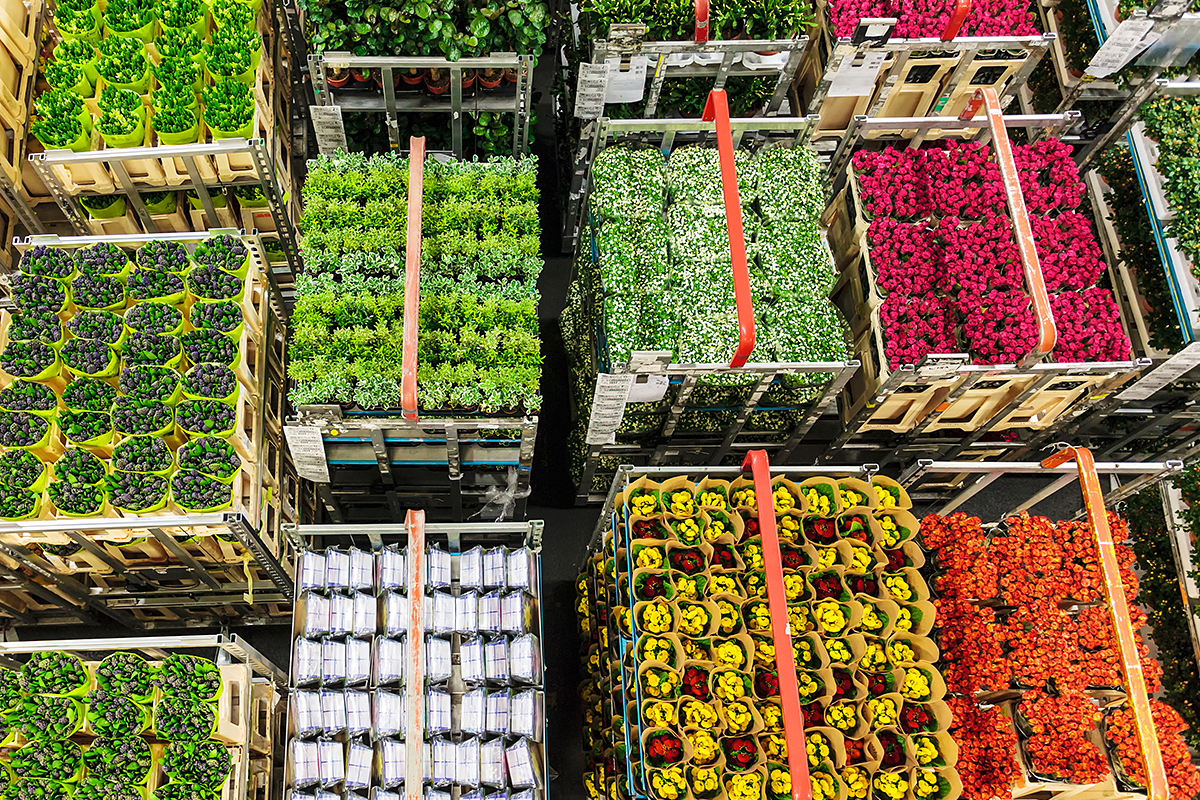 Australia: New flower farm boosts local supply of in-demand blooms