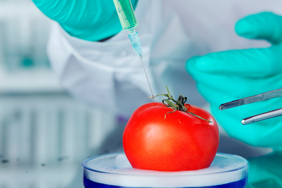 Tomato virus cases rise as Russia blocks shipments and returns ...