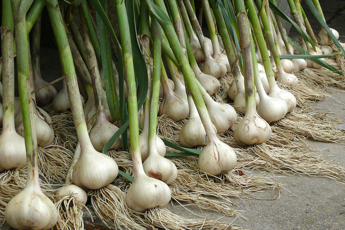 Egyptian garlic exports to the EU nearly double in 2025
