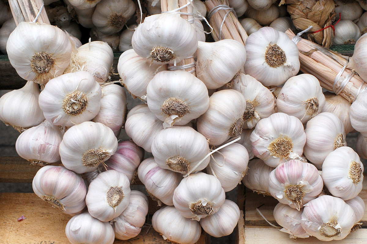 Indonesia imports garlic to curb rising prices