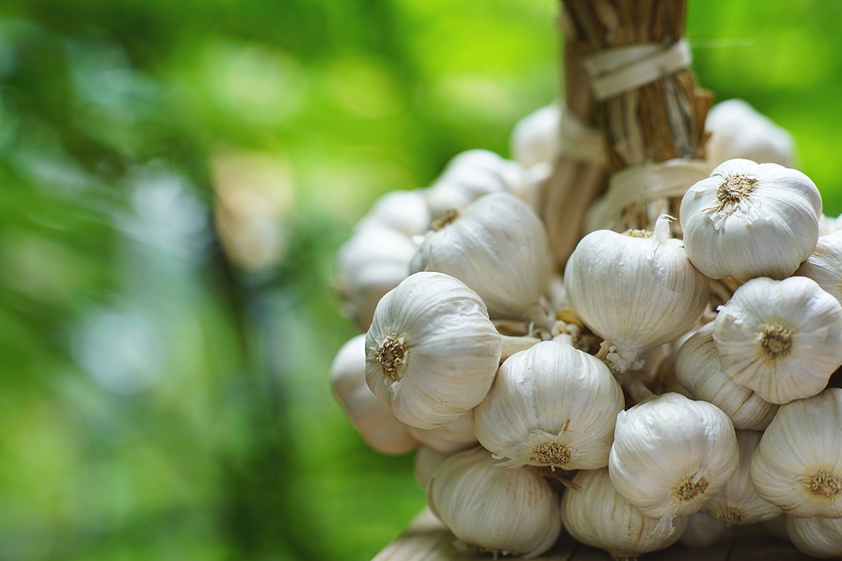 Peruvian garlic prices go up driven by production drop