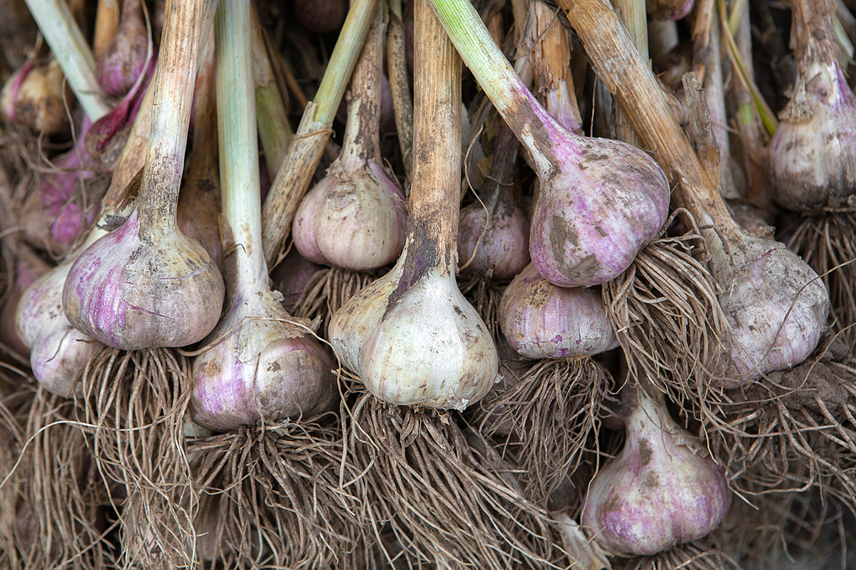 El ajo peruano enfrenta retos para mantener su crecimiento en el ...
