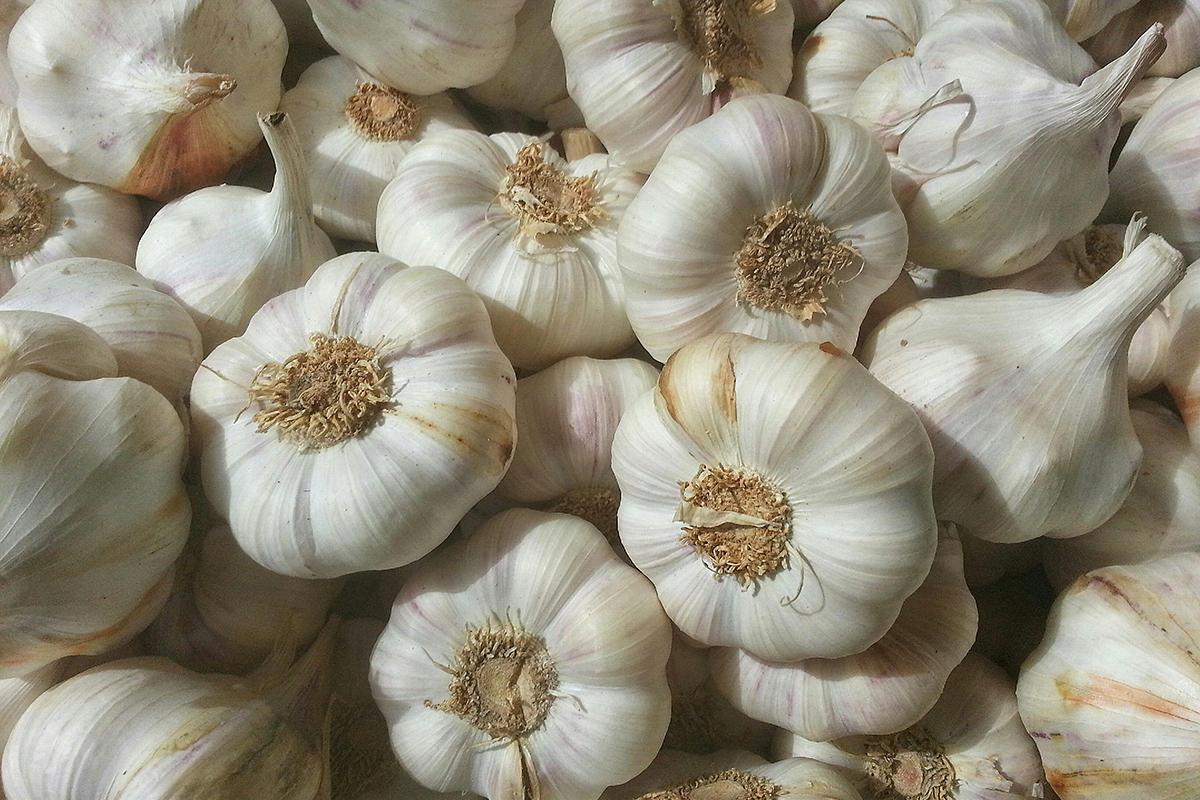 Spanish garlic acreage expected to grow by 5% this year