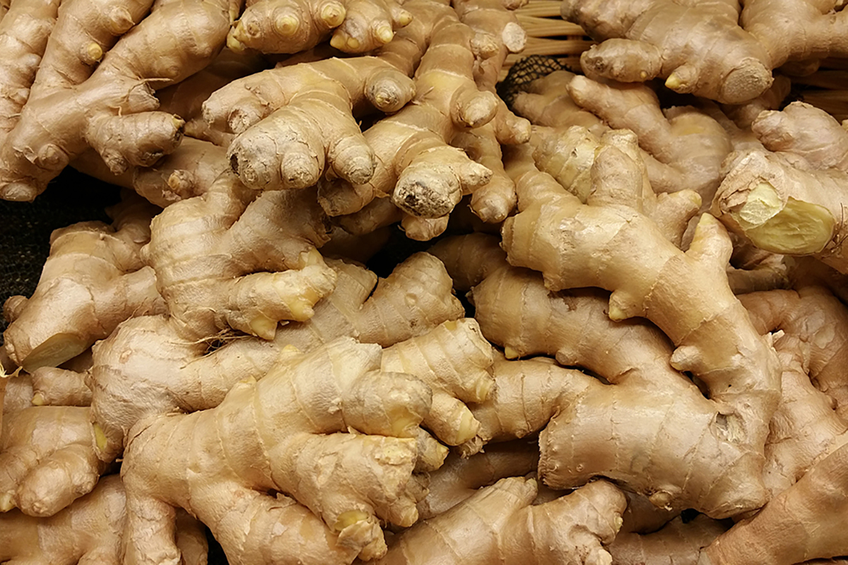 India releases new SAS-KEVÜ ginger variety