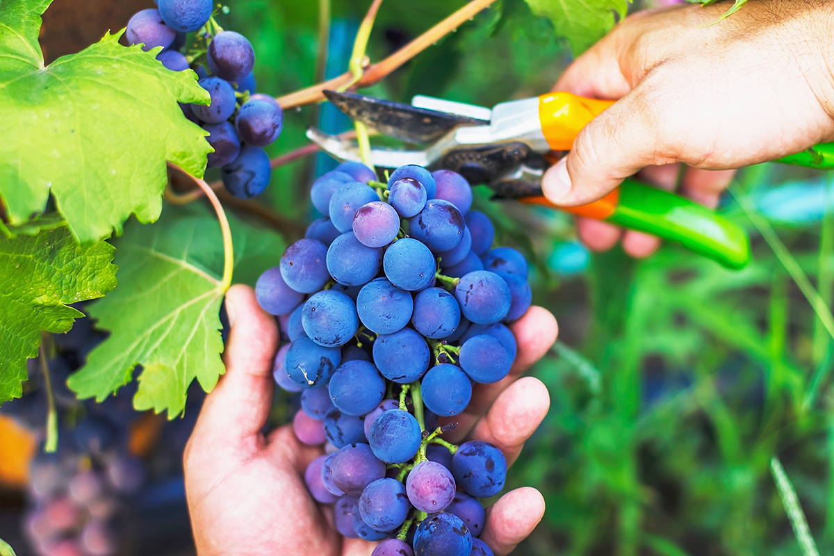 Moldova grape remains key for exports, but seedless varieties gain ...