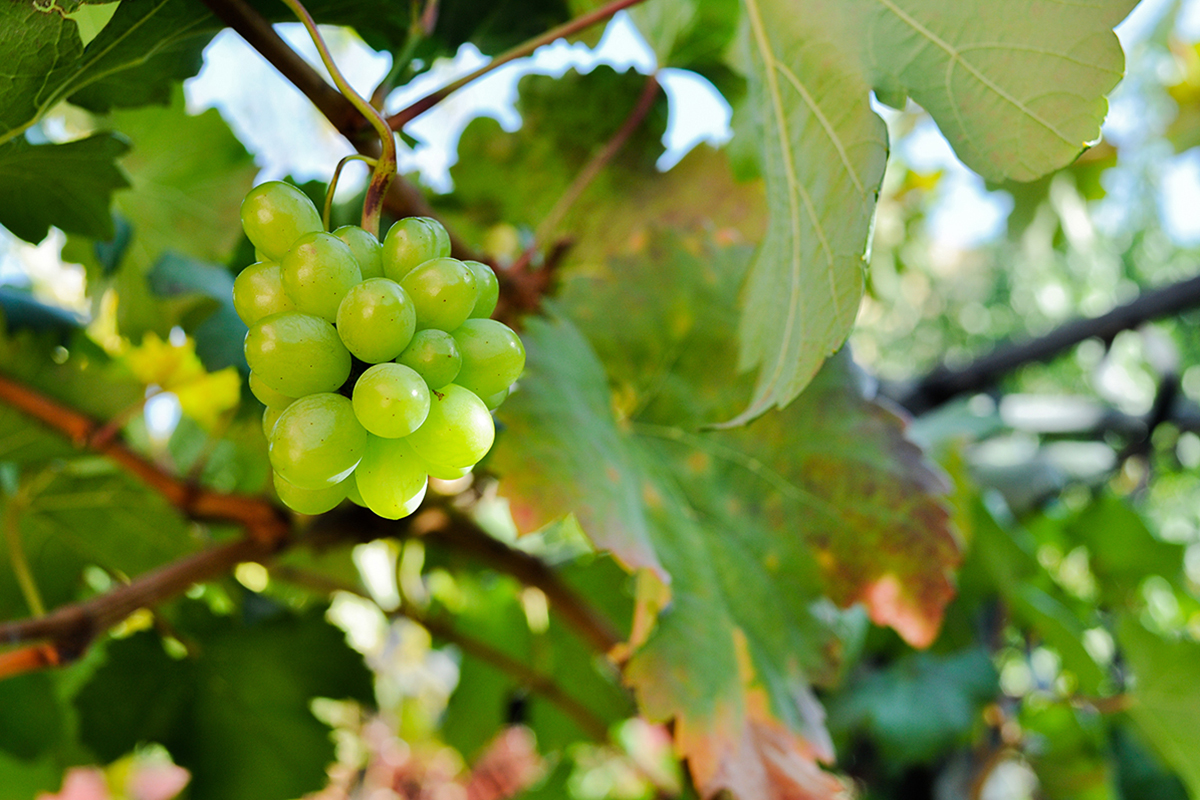 South African table grape output rises to 82–83 million cartons