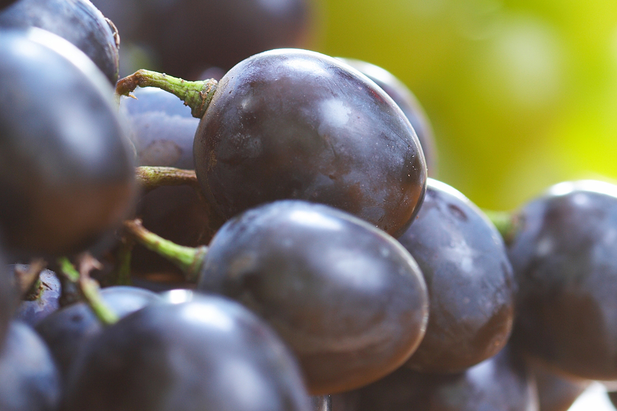 Nabeul governorate grape production projected to reach 39,000 tons this ...