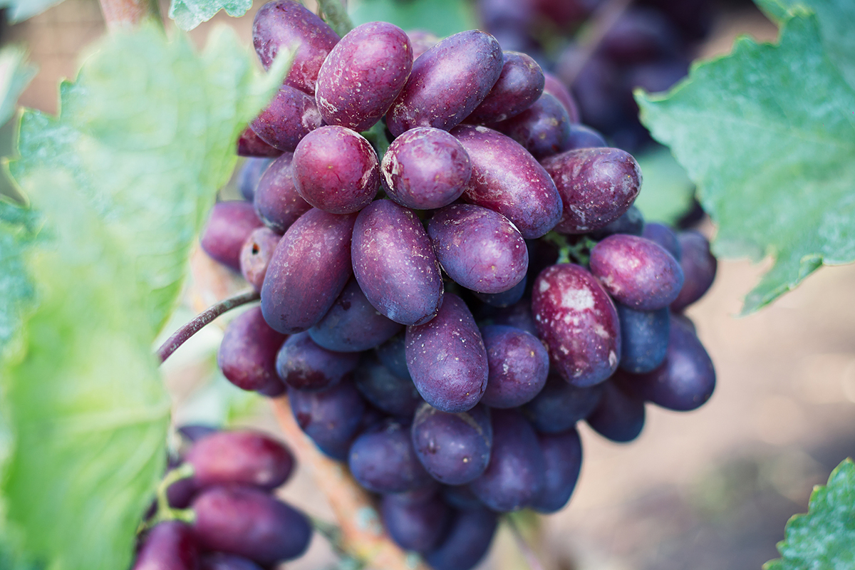 It's been a difficult season for Chilean table grapes, but things are ...