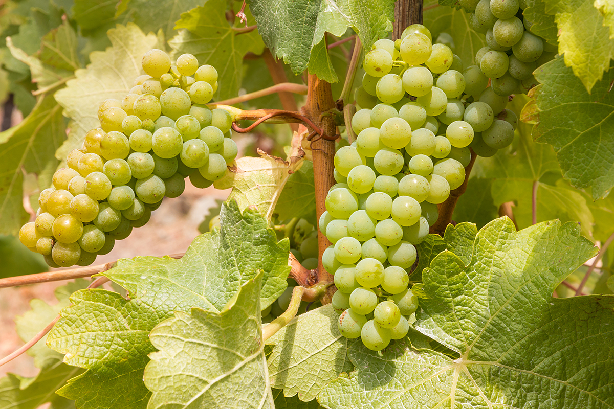 New grape varieties' share increases in Chilean exports