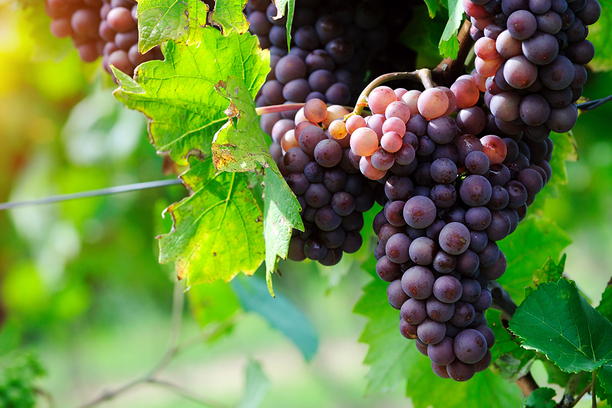 Moldova's grape exports seen as last resort move