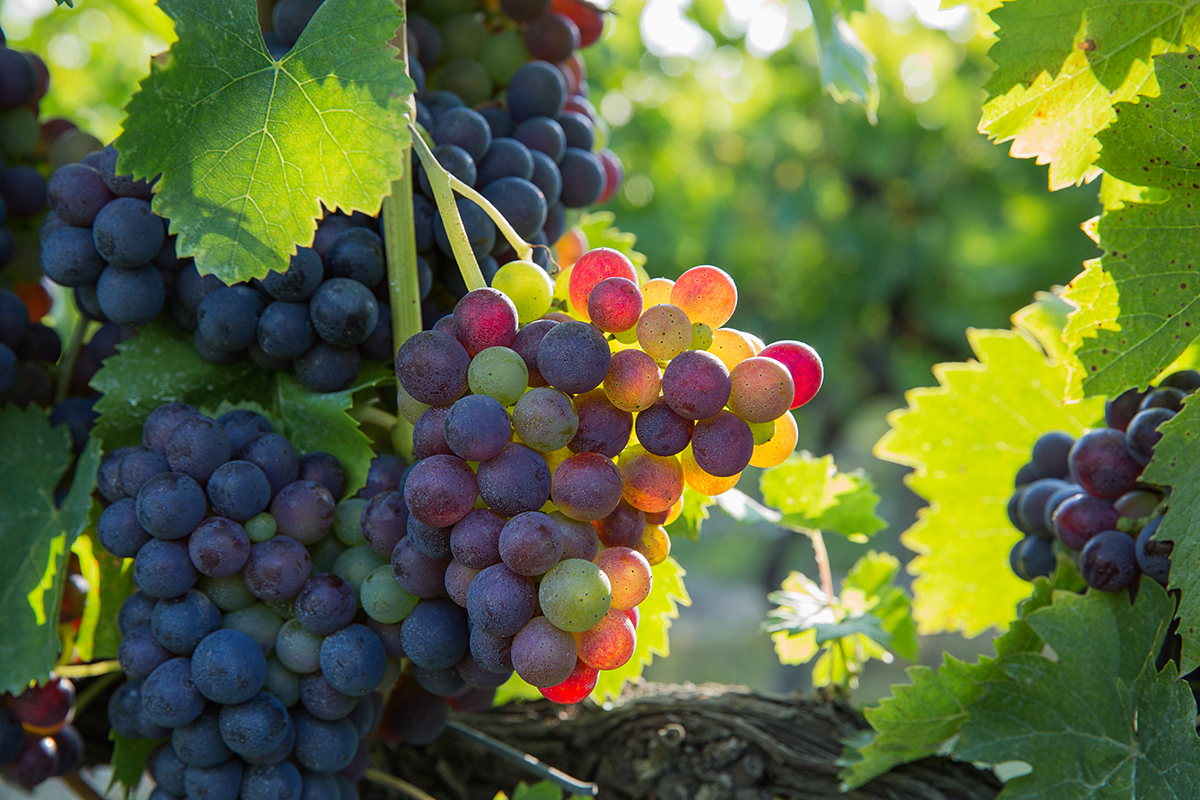 Tajikistan starts harvest of early grape varieties
