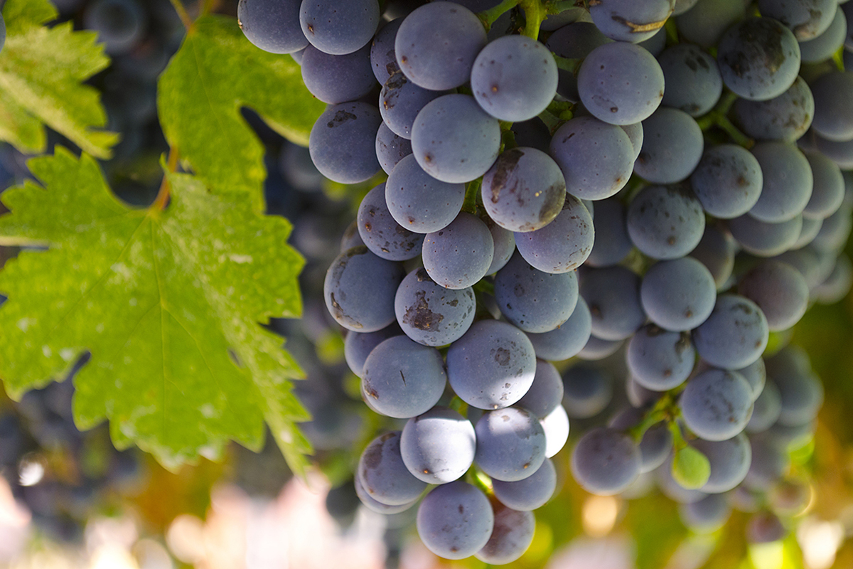 BRS Vitória grape prices stay 77% above production costs in 2026