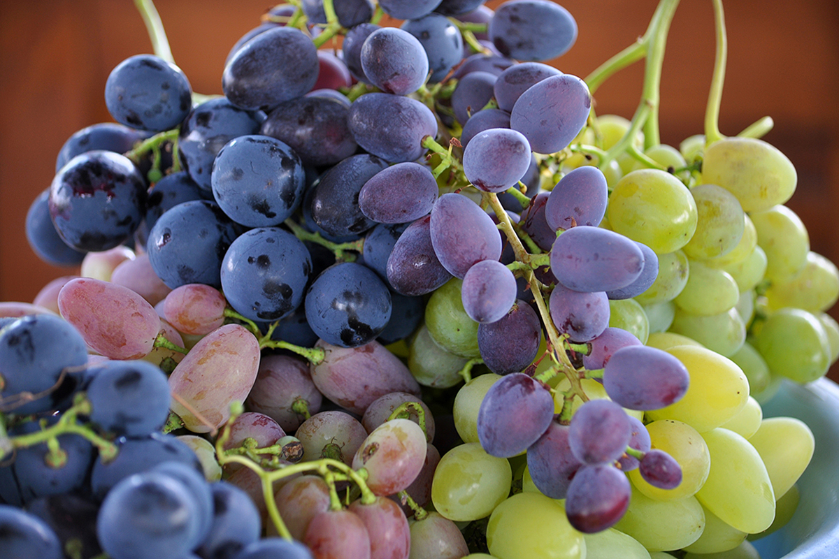 Iraq’s Duhok projects 60,000-ton grape harvest