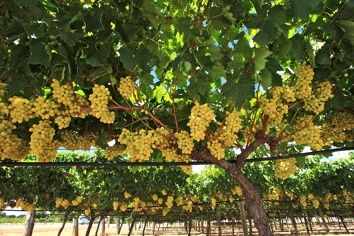 Orange River table grape acreage set to reach 825 hectares