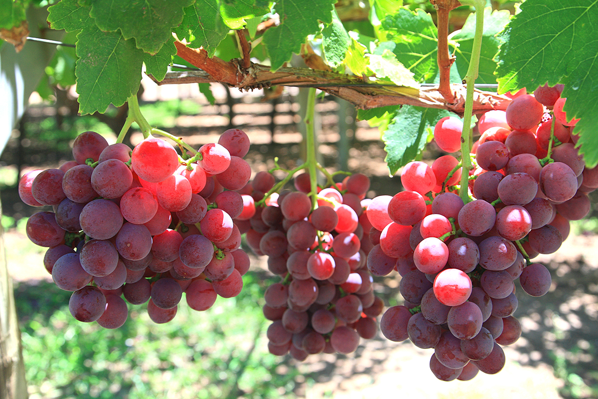 Chinese researchers revolutionize grape breeding with AI, quadrupling ...