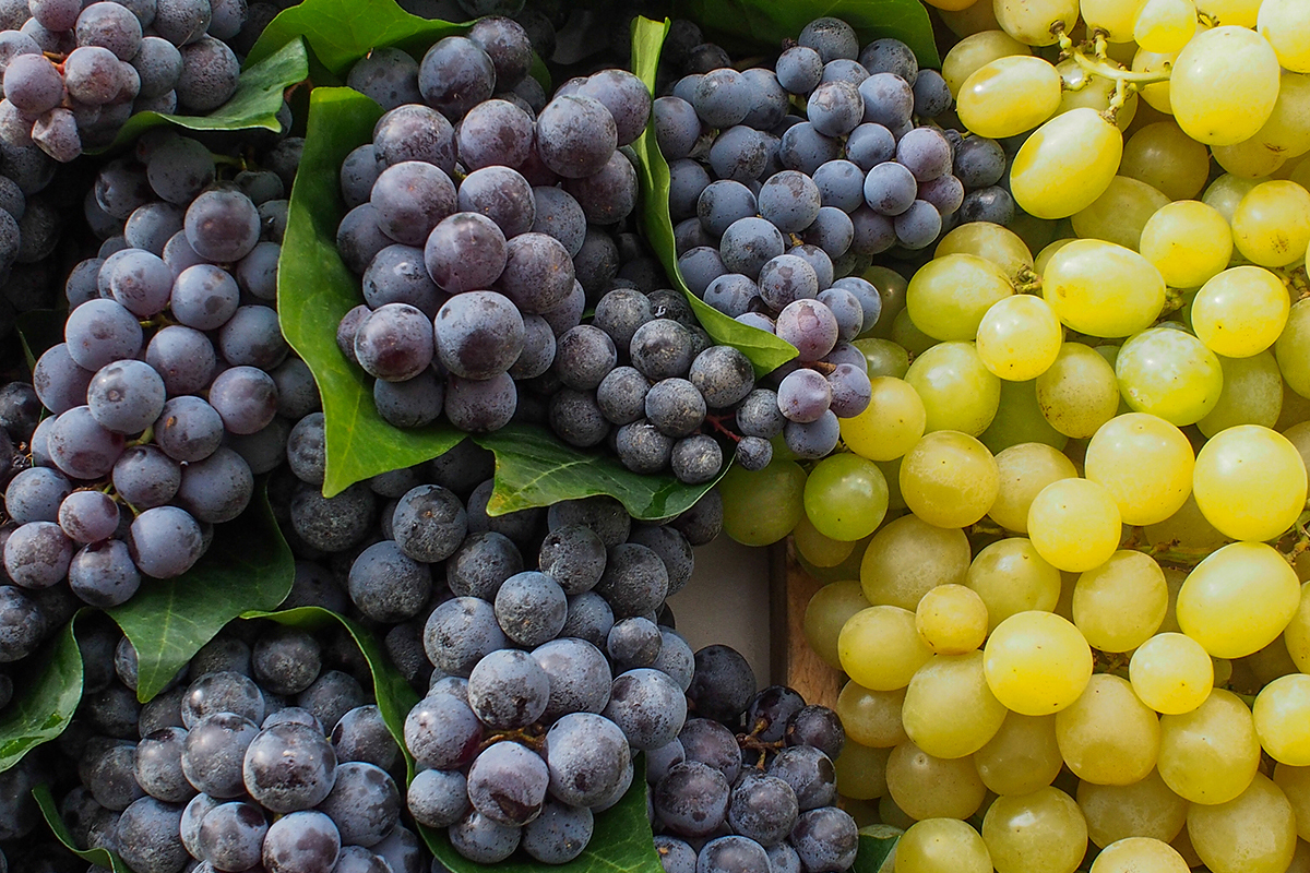 Fredonia grape facility revived to support growers