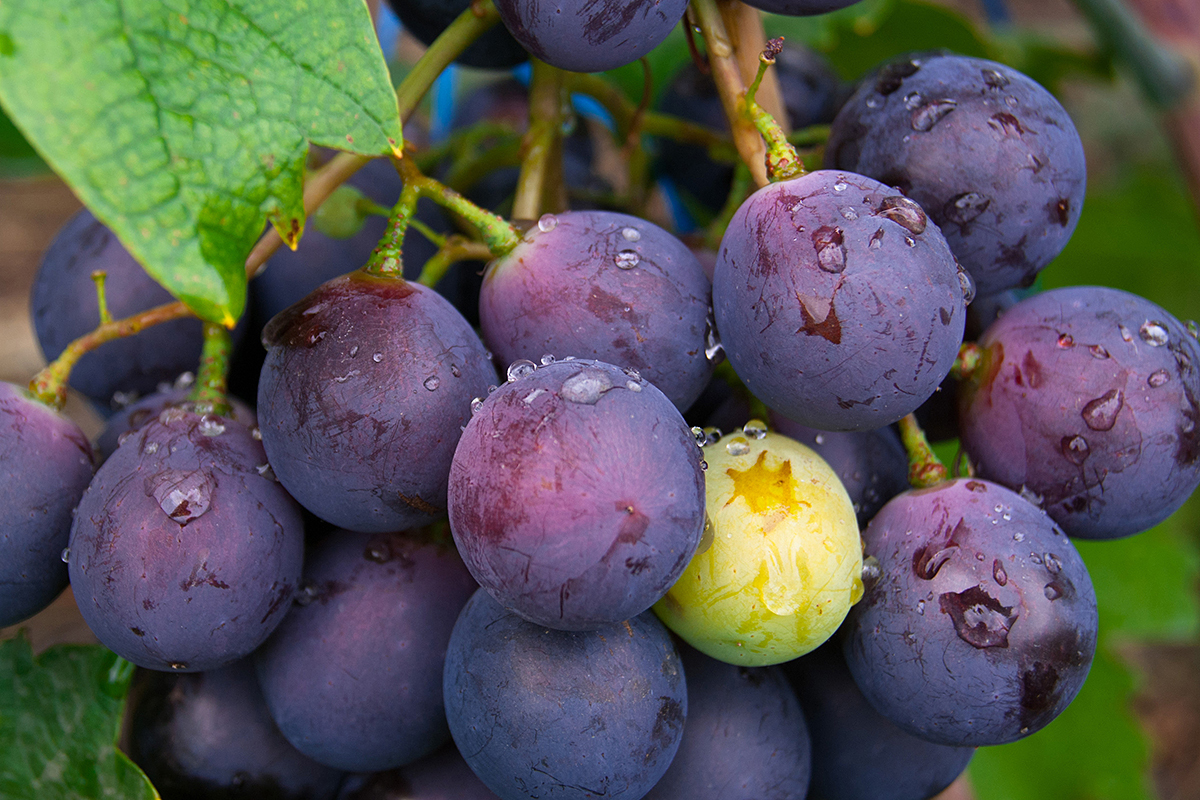 China authorizes the import of Brazilian table grapes