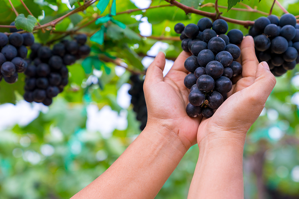 Southern hemisphere table grape exports to grow by 11% in the 2024/25 ...