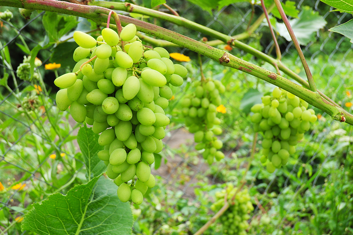 Grape harvest begins in AlUla with 3,100 tons expected