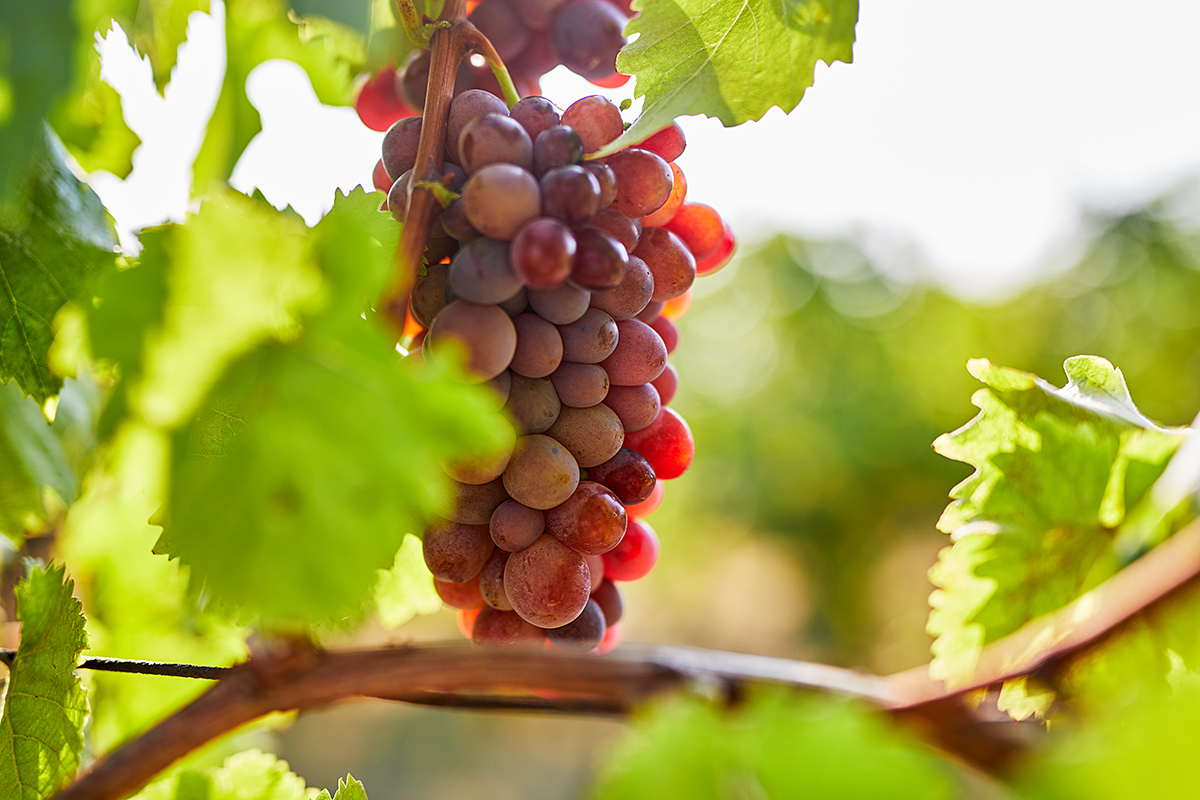 Sonora forecasts record table grape season