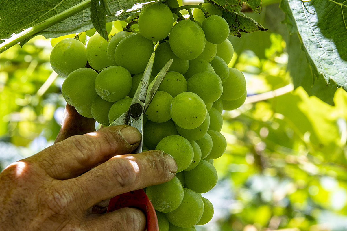 University of Minnesota expands into breeding of cold-hardy table grapes