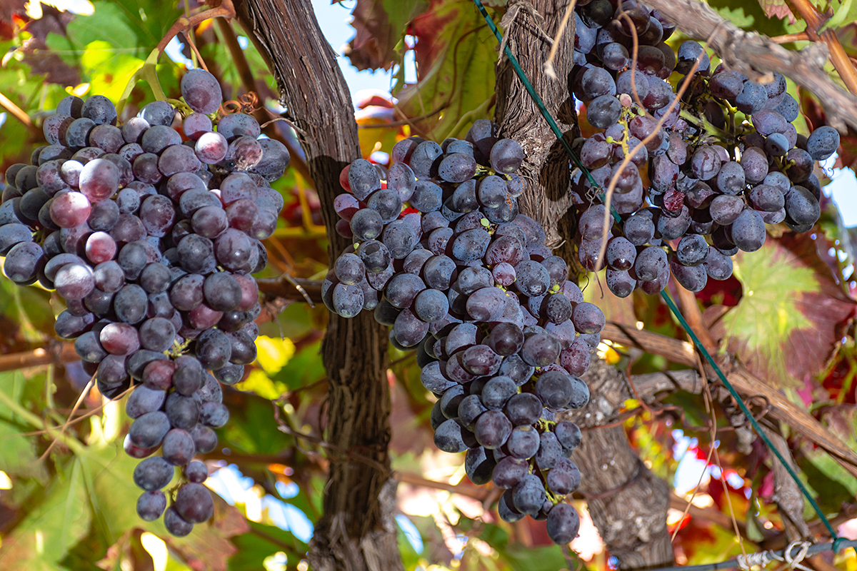 Moldova's table grapes gain international traction