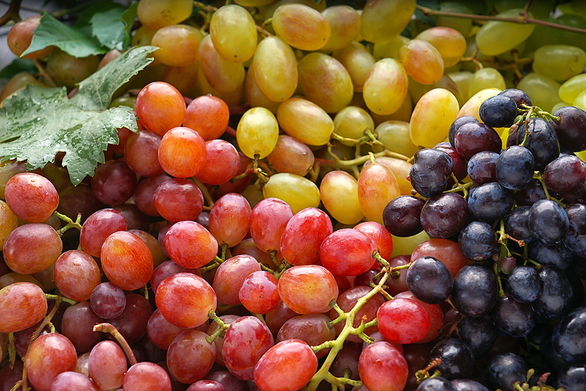 Moldova expects strong table grape harvest in 2025