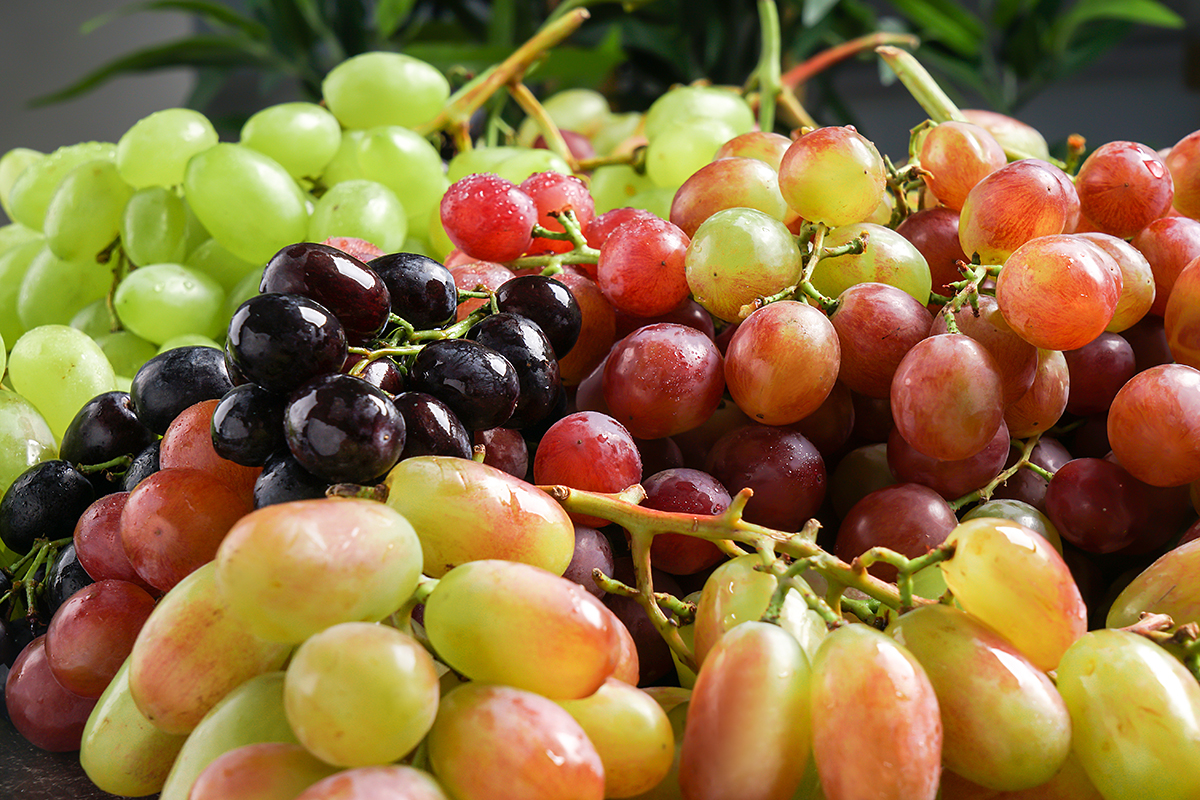 High-quality table grape harvest expected in Moldova this year