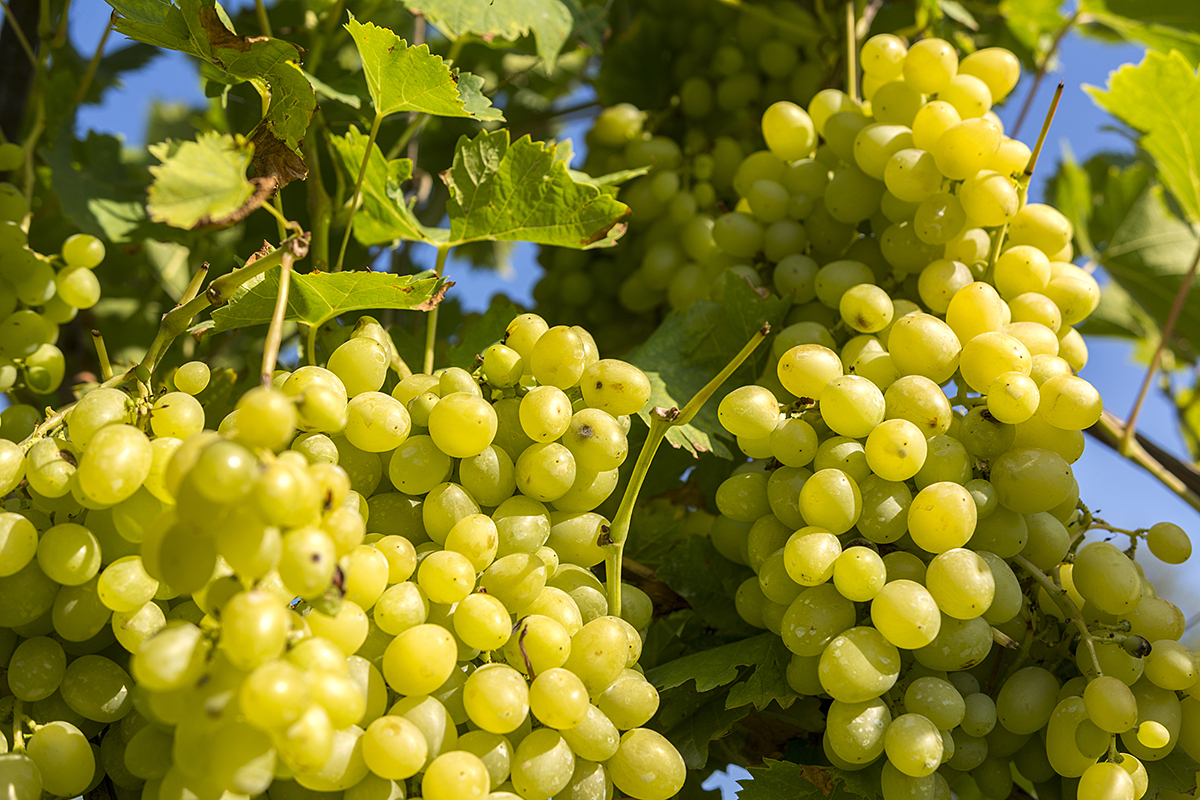 EU-Mercosur deal to lower tariffs on Pernambuco grape exports