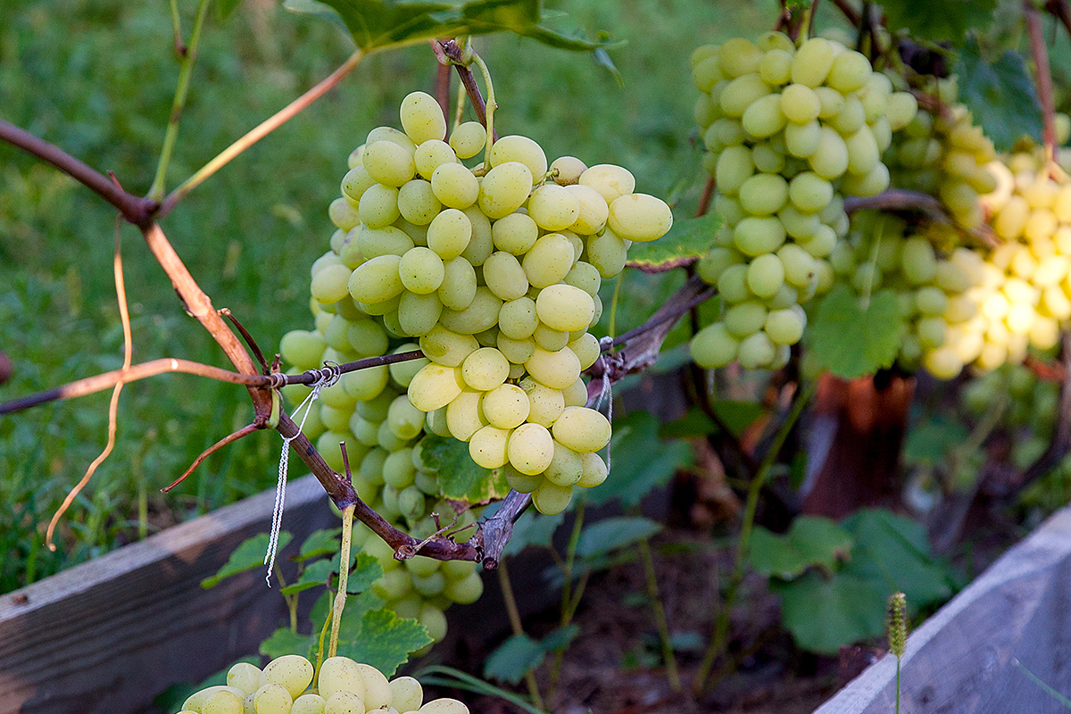 South African grape exports to U.S. up 25% despite tariffs