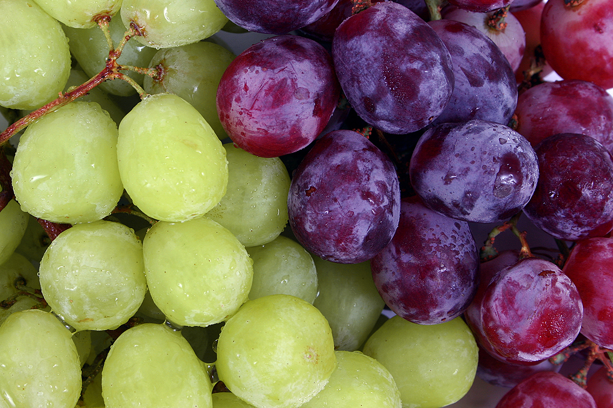 Dominican Republic reports 4,000-box grape yields