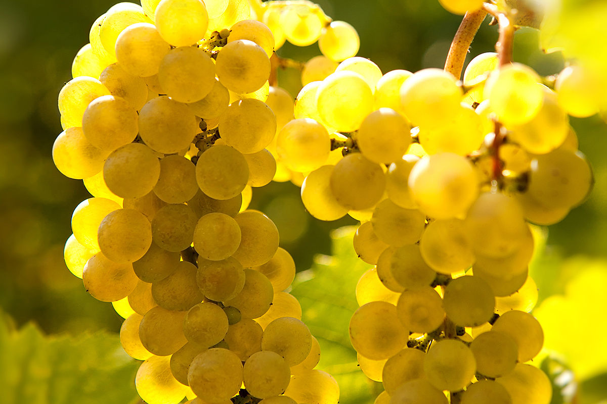 Azerbaijan to begin cultivating German grape variety