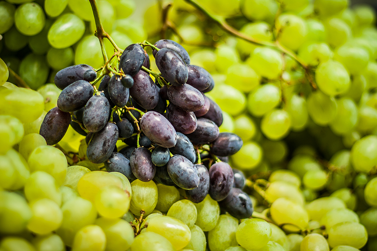 India explores grape export opportunities to New Zealand as trade talks ...