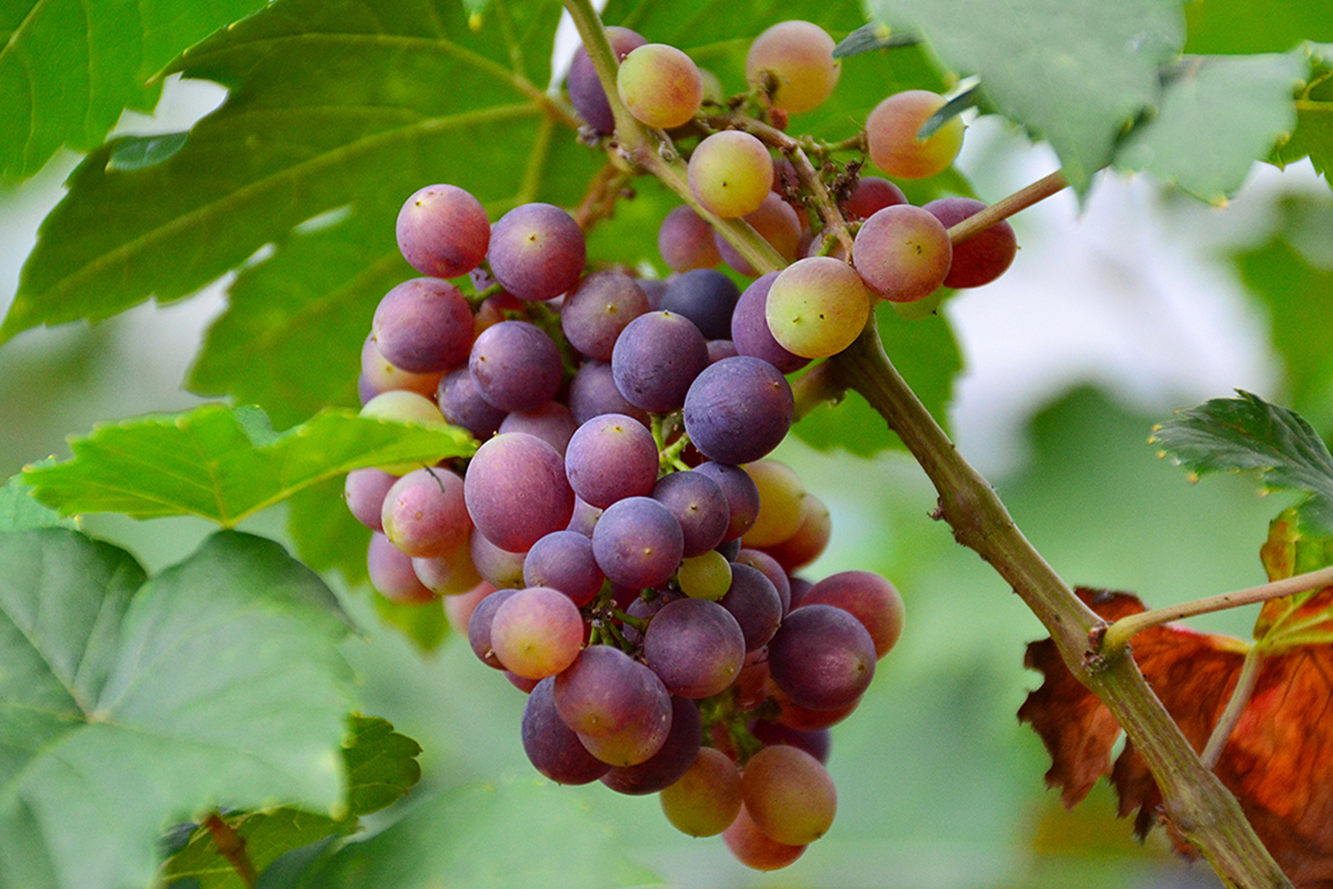 University of Minnesota develops cold-hardy grape varieties