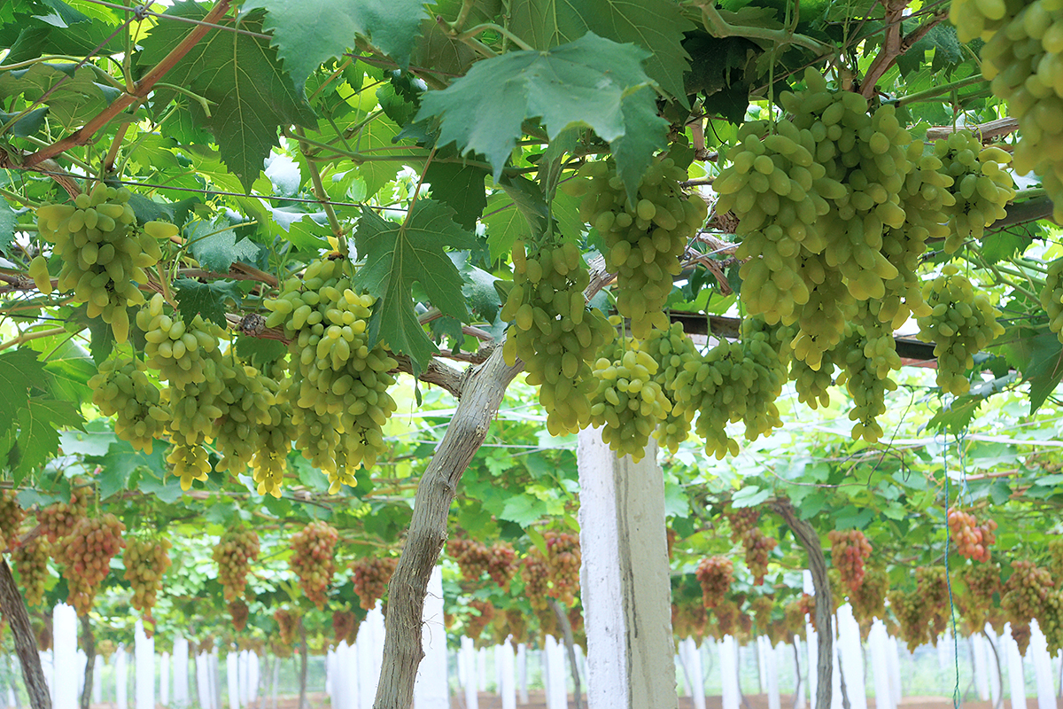 Climate change disrupts grape yields and increases frost risk in New York