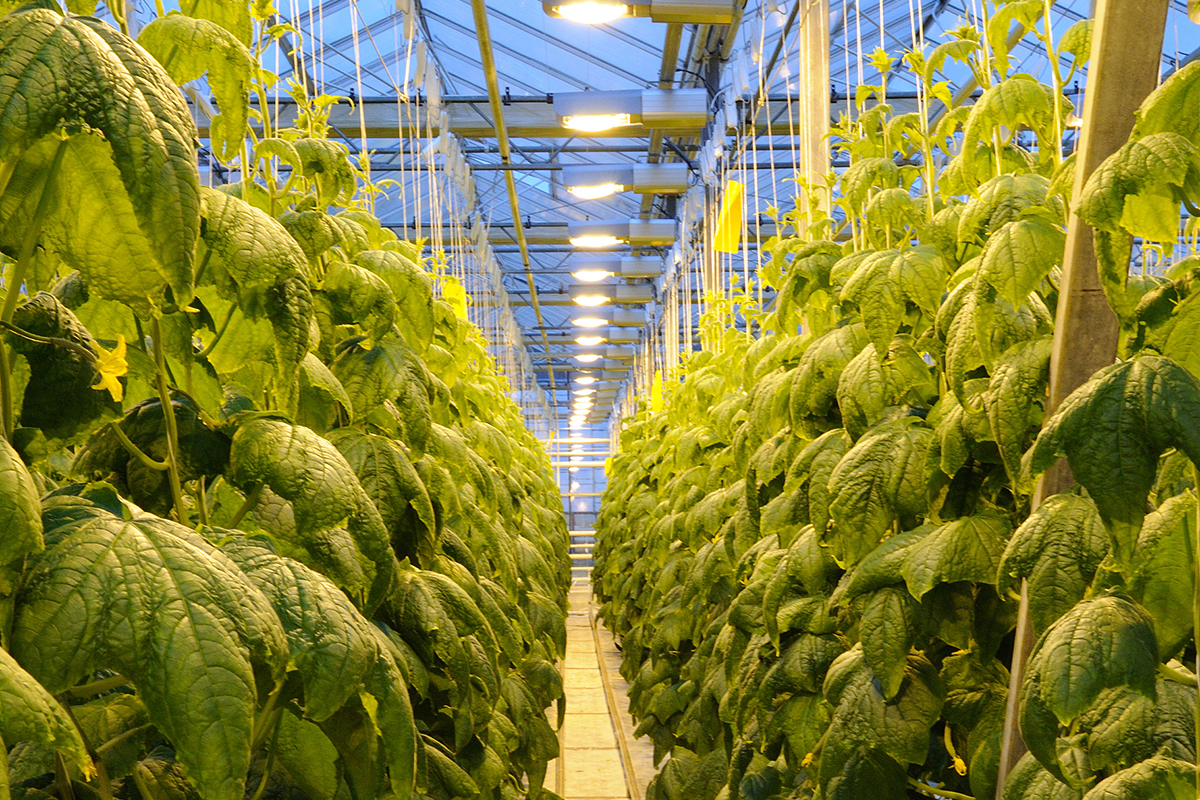 Construction of Russian greenhouse complex in Ingushetia nears completion