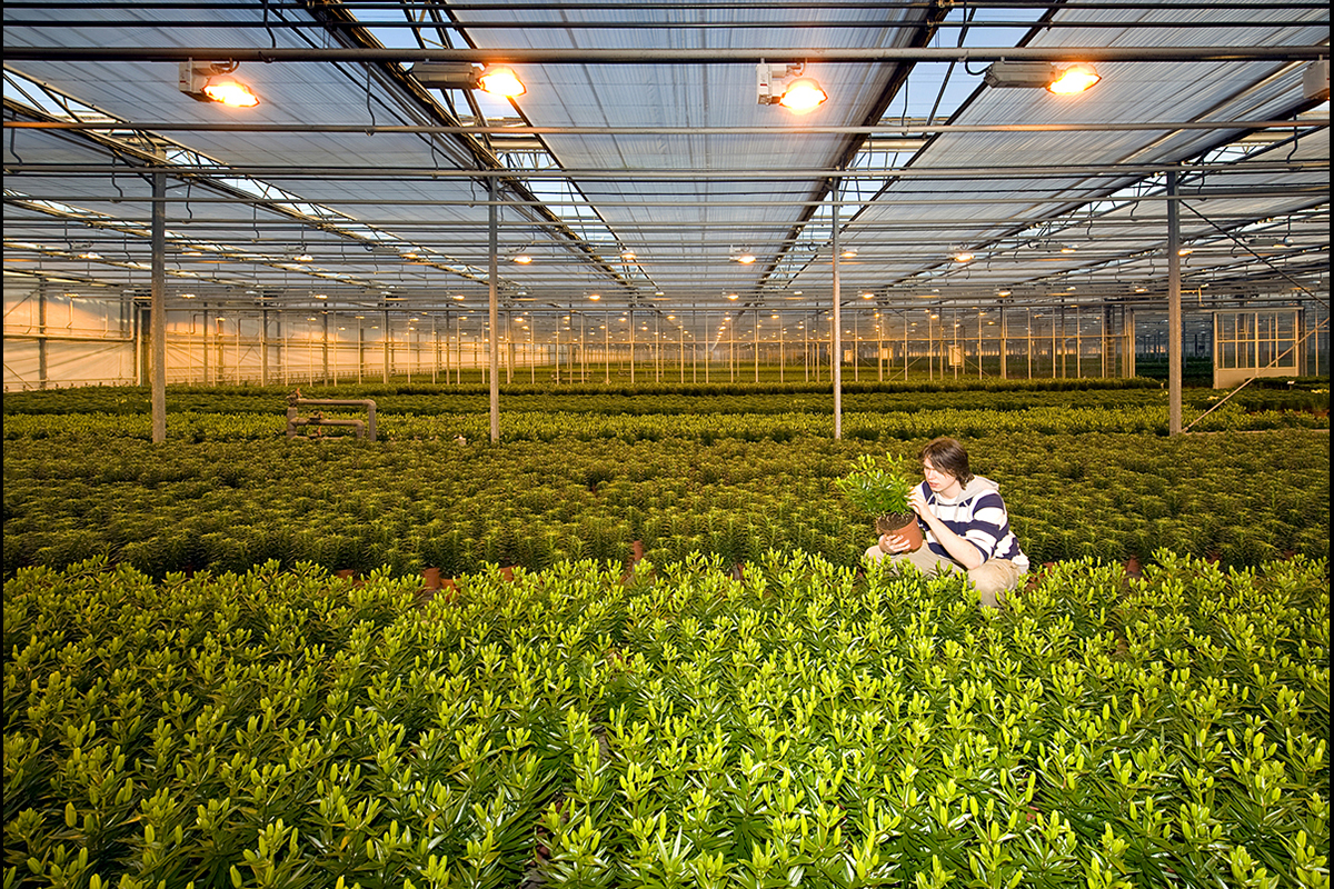 Greenhouse farming in Antalya boosts Turkey's fruit and vegetable exports