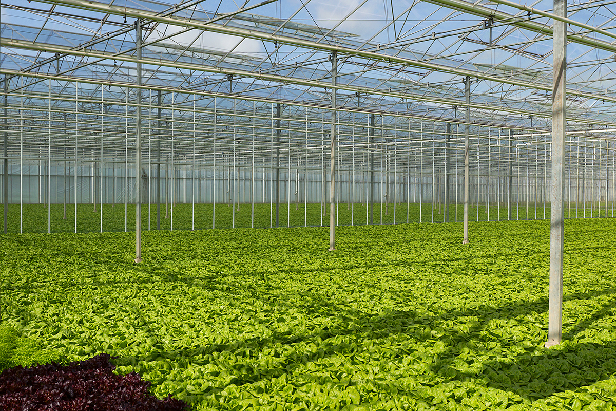 Ukrainian farm expands production despite challenges of war