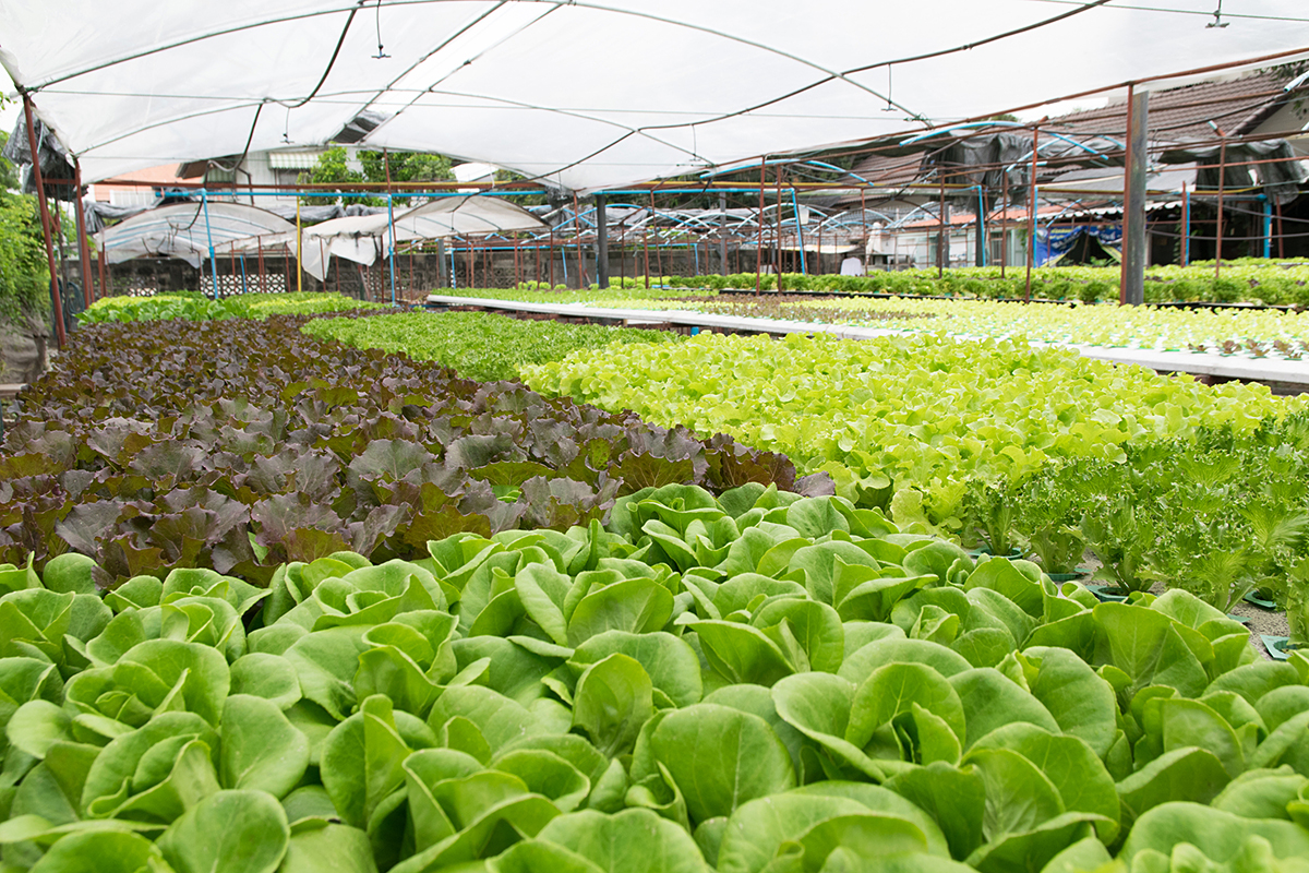 Australia’s horticulture sector set for record growth in 2025