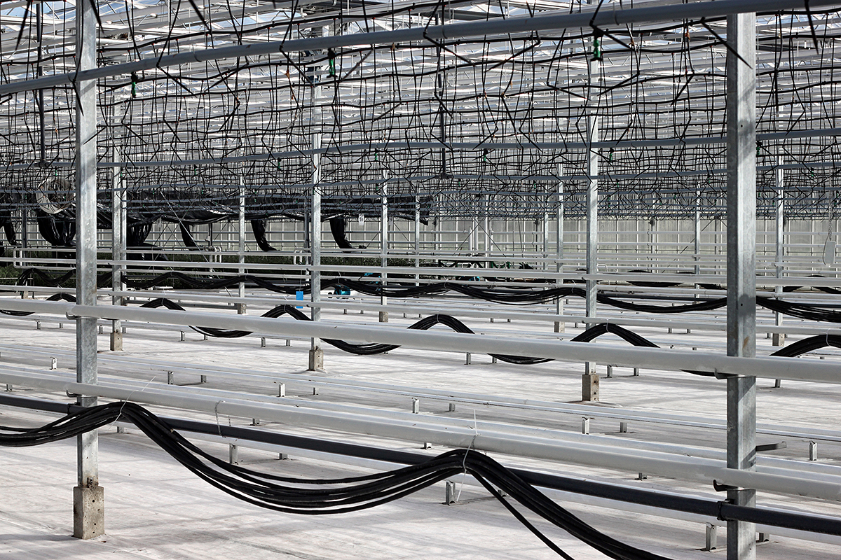 Ukraine-Netherlands cooperation expands hydroponic greenhouse projects ...