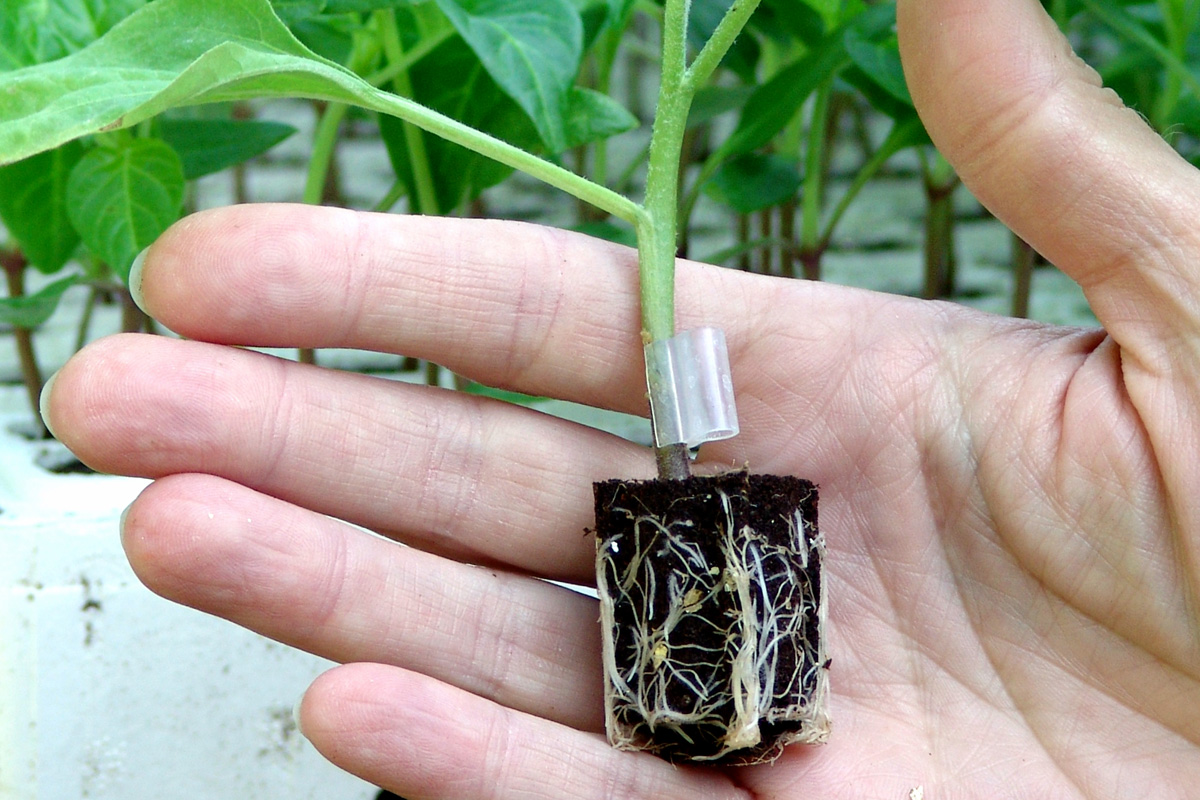 Tajikistan greenhouse produces vegetable seedlings for retail and ...