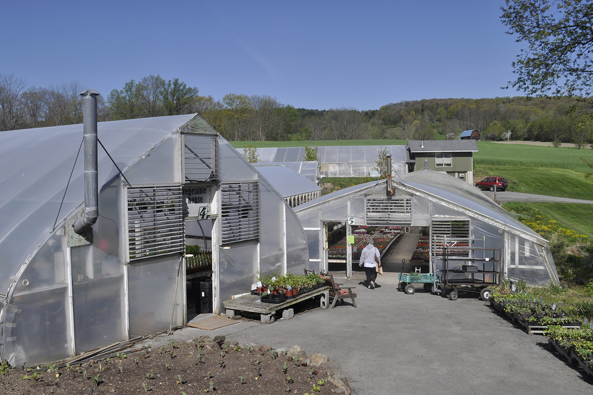FAO provides seeds and equipment for greenhouse farming to three ...