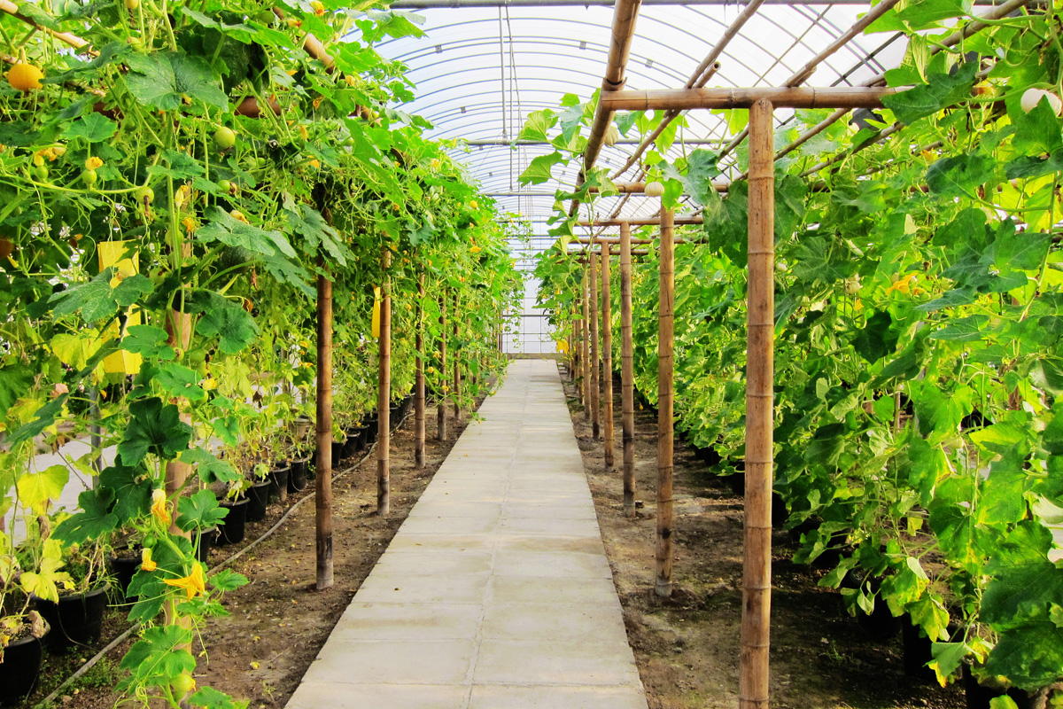 Indo-Israel centres boost horticulture yields in Haryana