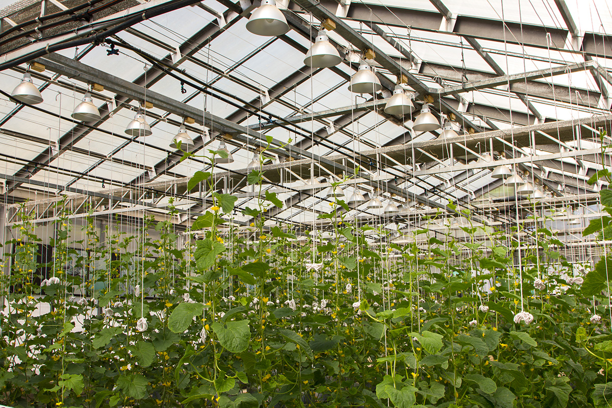 Silopi is about to become one of the biggest greenhouse production ...