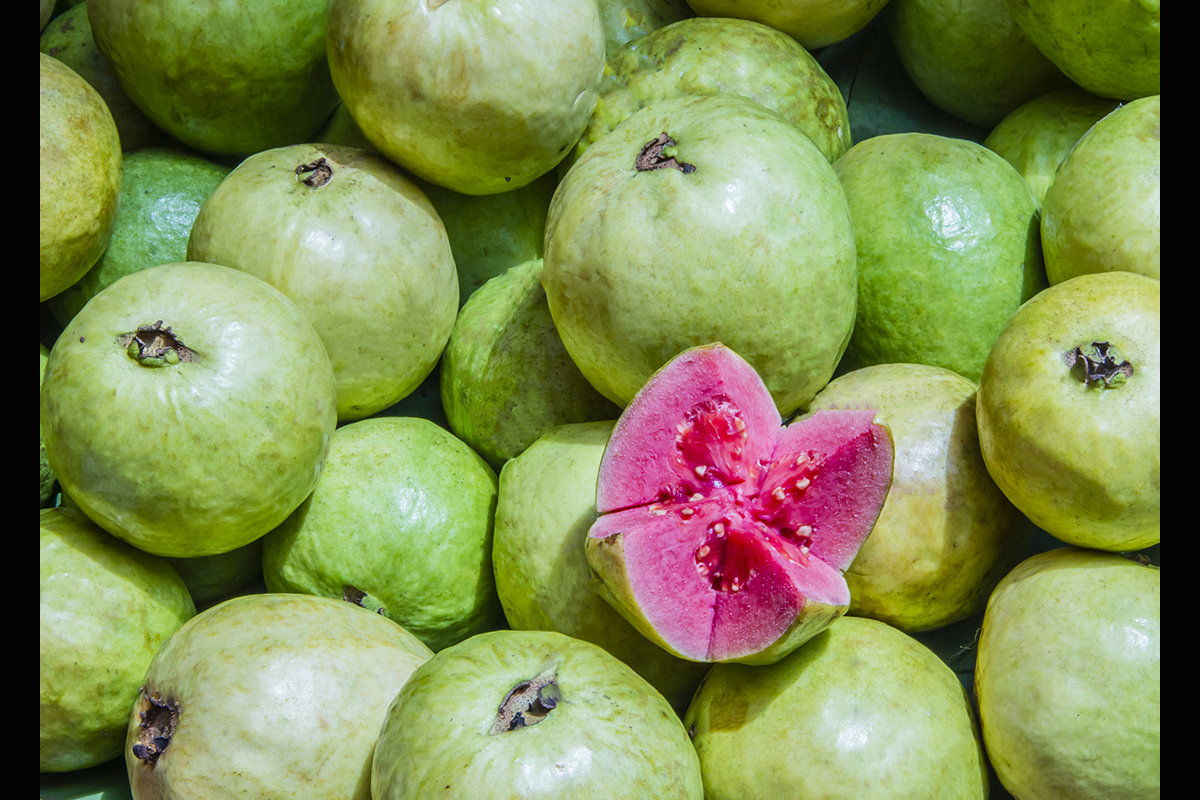 India exports Baruipur guava to Singapore