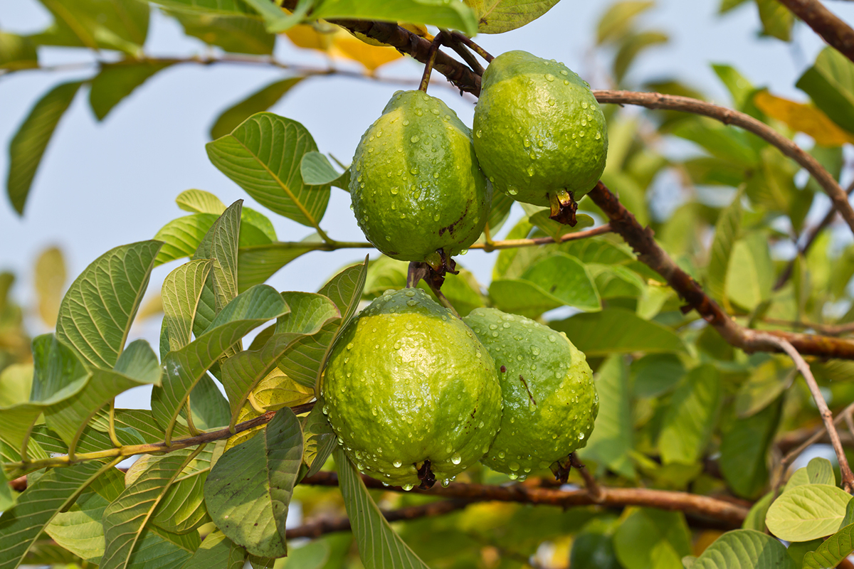 UF/IFAS researchers identify threats to guava, passion fruit, and ...